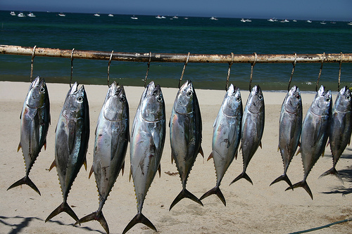 Behind the French Menu: Thon - Tuna, the Fish. Tuna in French Cuisine.