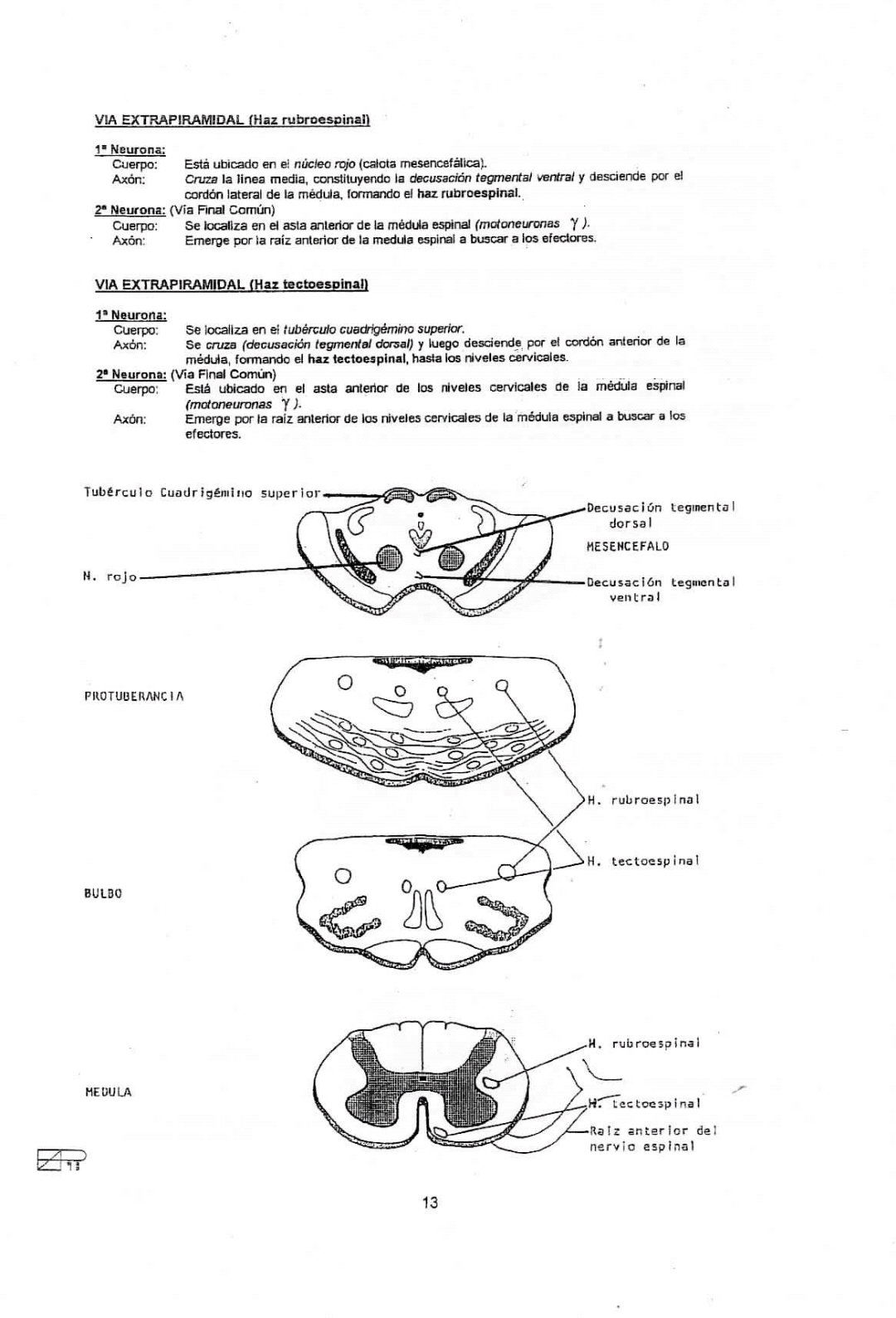Estudiante de medicina : Apunte de neuroanatomia de Forlizzi Pro