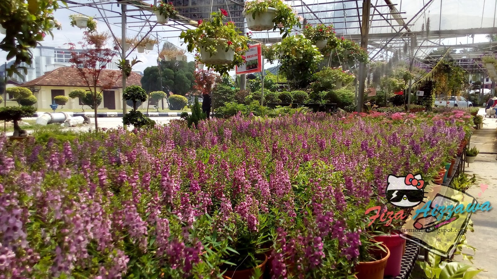 Pelbagai Bunga hiasan dan pokok hiasan di Nurseri Bunga, Sg. Buloh