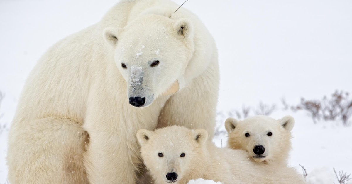 White Bear Wallpaper