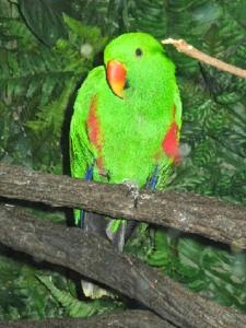 Gambar Burung Nuri | Dunia Binatang