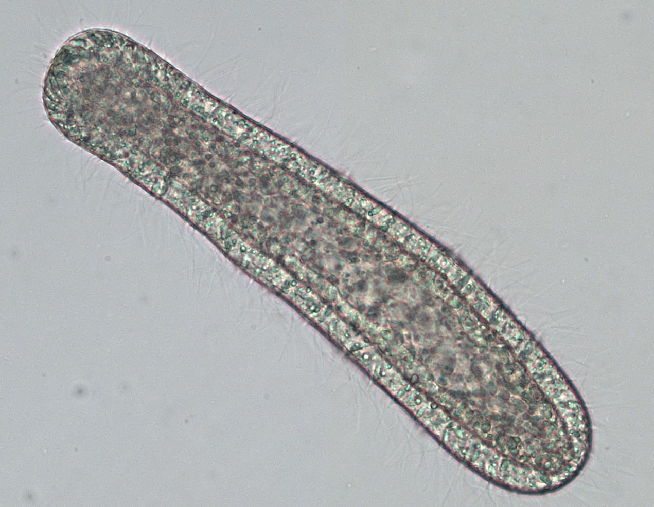 Invertebrate Embryology: Planula of Proboscidactyla flavicirrata