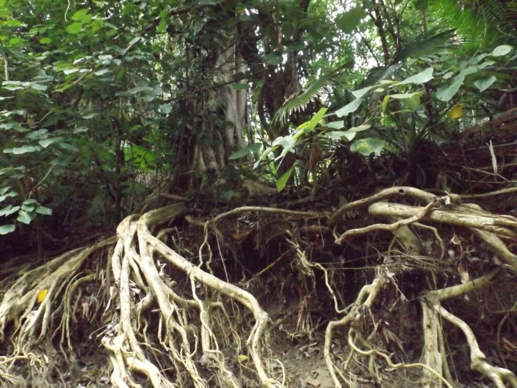 ARCHIPELAGO EXPLORER: Nantu Forest Wildlife Reserve northern Sulawesi