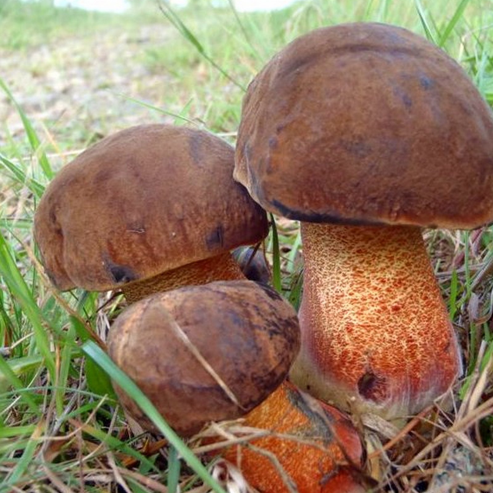 Smaczna Pyza - Sprawdzone przepisy kulinarne: Grzyby gatunkami