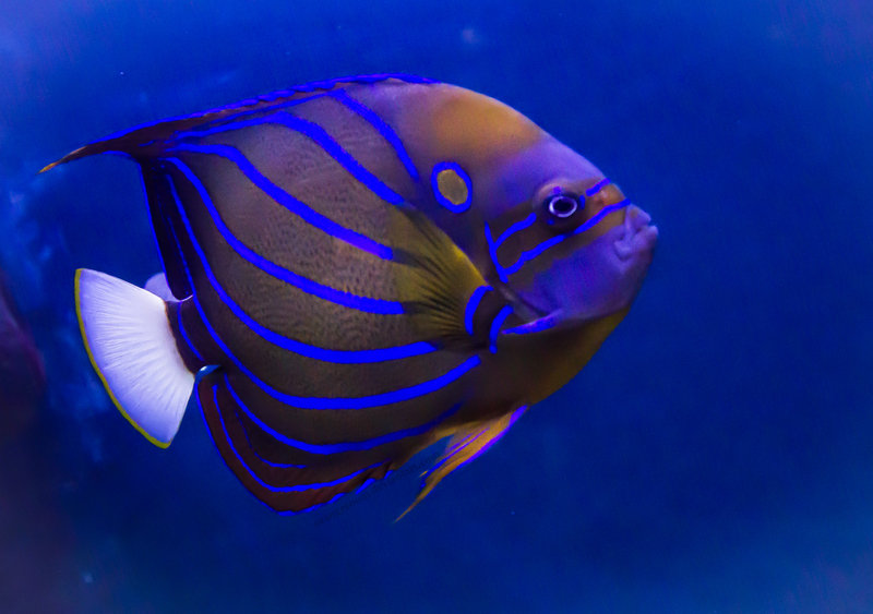 IKAN INJEL ~ Everything About Fish