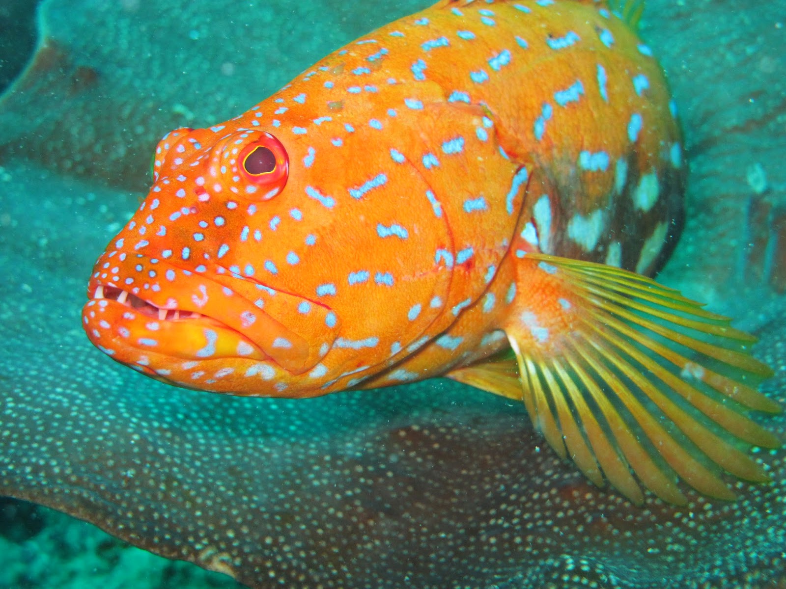 BillsDiving: Harlequin Fish