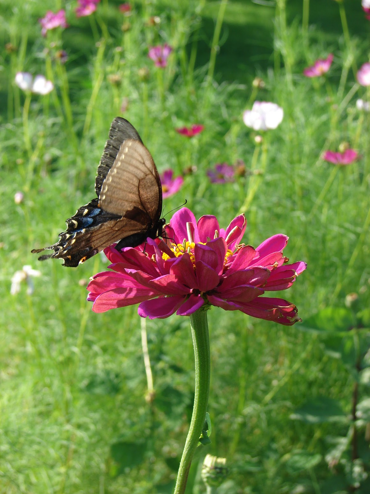 Cobblestone Farms: "Fresh Flower Friday"