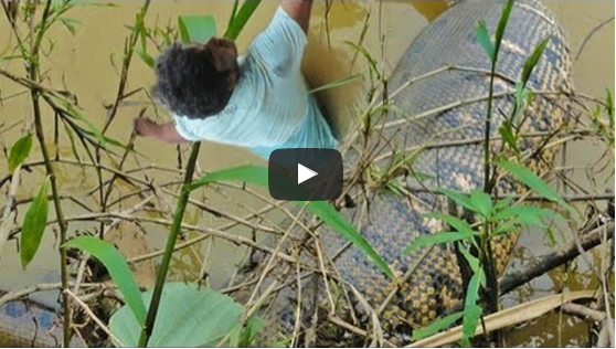 GIANT SNAKE EATS MAN? Huge Snakes and Humans - Amazing