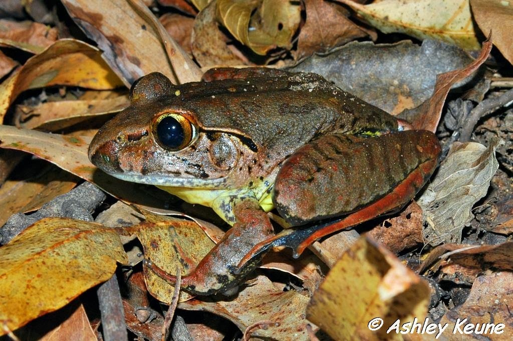 Australian Frogs Photography: KEUNEA PHOTOGRAPHY: Monitoring Frog ...