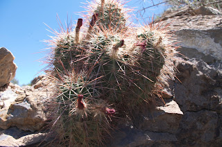 Southern New Mexico Explorer: Hembrillo Canyon