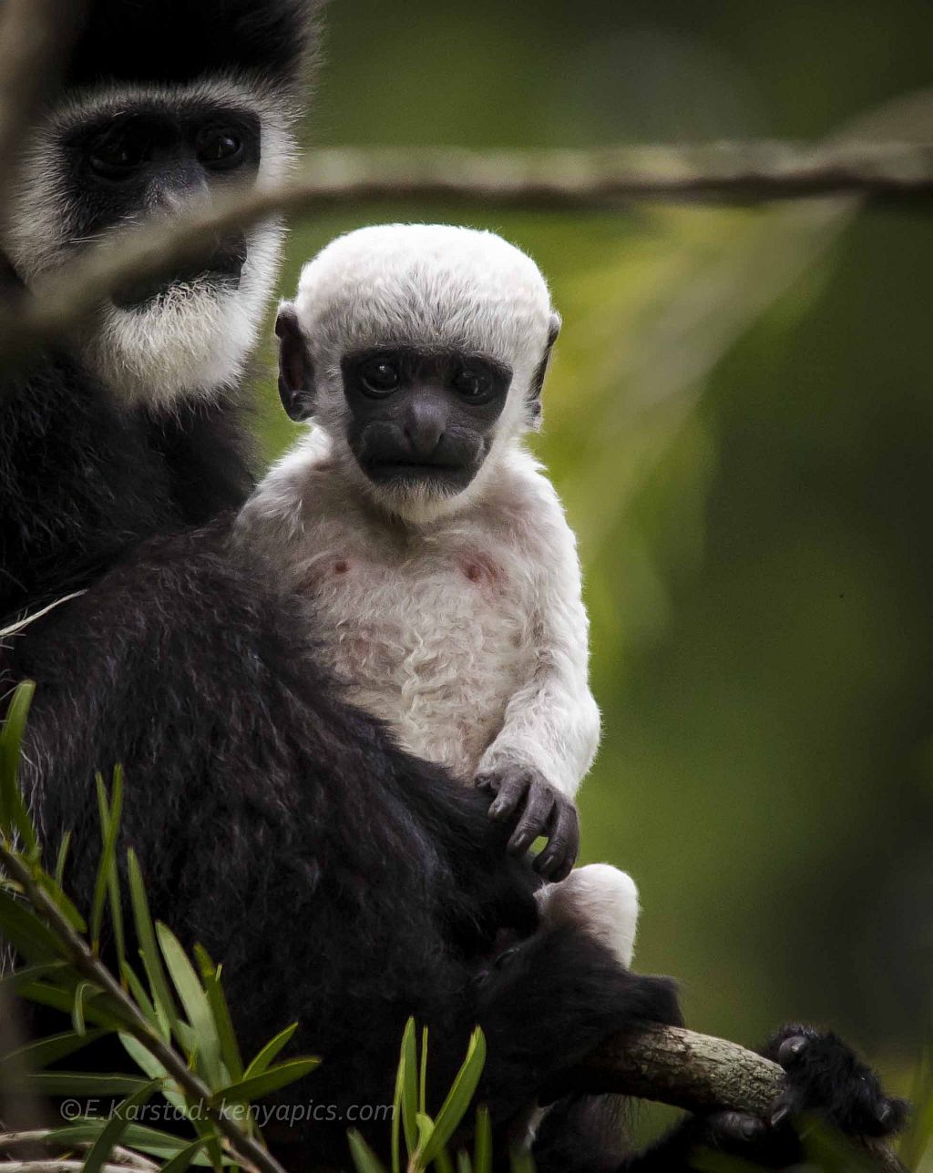 Elsen Karstad's 'Pic-A-Day Kenya': Newborn Colobus Monkey, Mt. Kenya