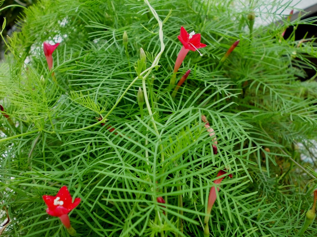 Tanaman Obat Indonesia