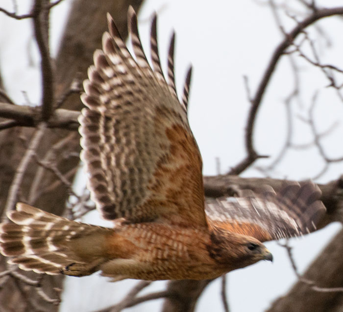 Chris Zimmer: Red-Shouldered Hawk In Flight