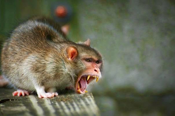 Artist Digitally Combines Animals To Create Crazy Hybrids - [ arch+art+me ]