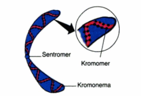 Kromosom - Substansi Genetika | de Biology