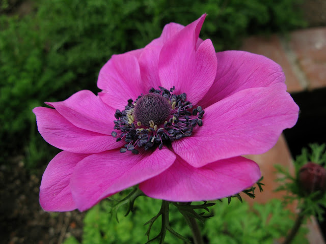 Flores y Palabras: Anémona rosa