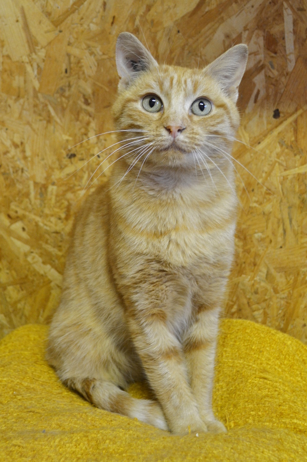 Art et glam: La beauté du chat roux