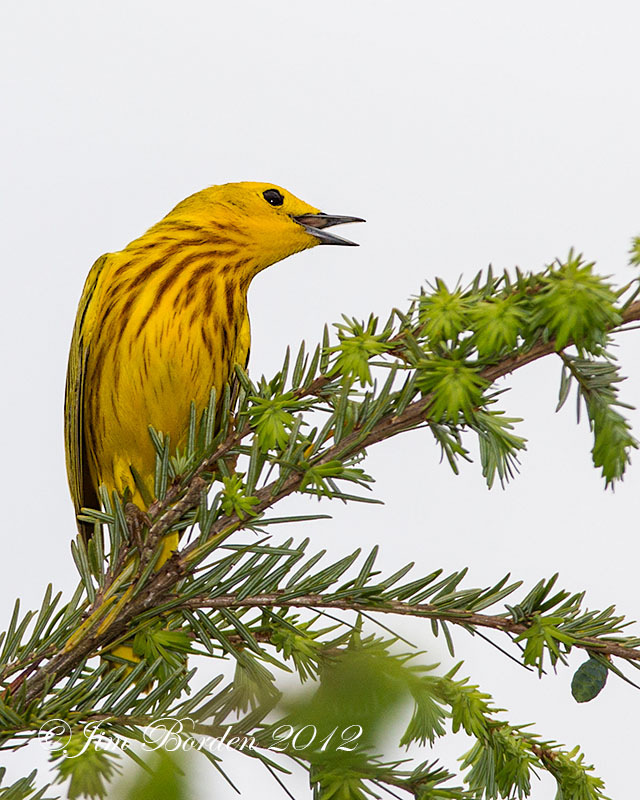 JJ Wildlife Photography: Warbler Migration Time