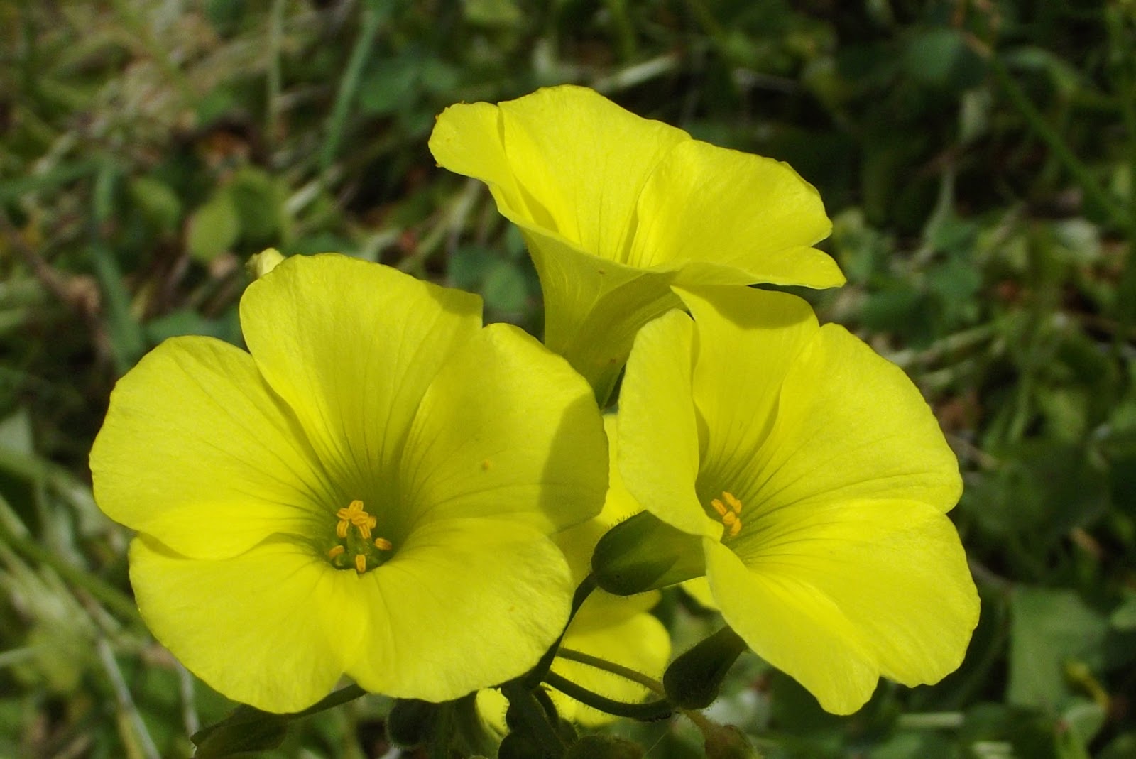 FOTOS AMORES: FLOR: ERVA AZEDA ( OXALIS PES-CAPRAE )