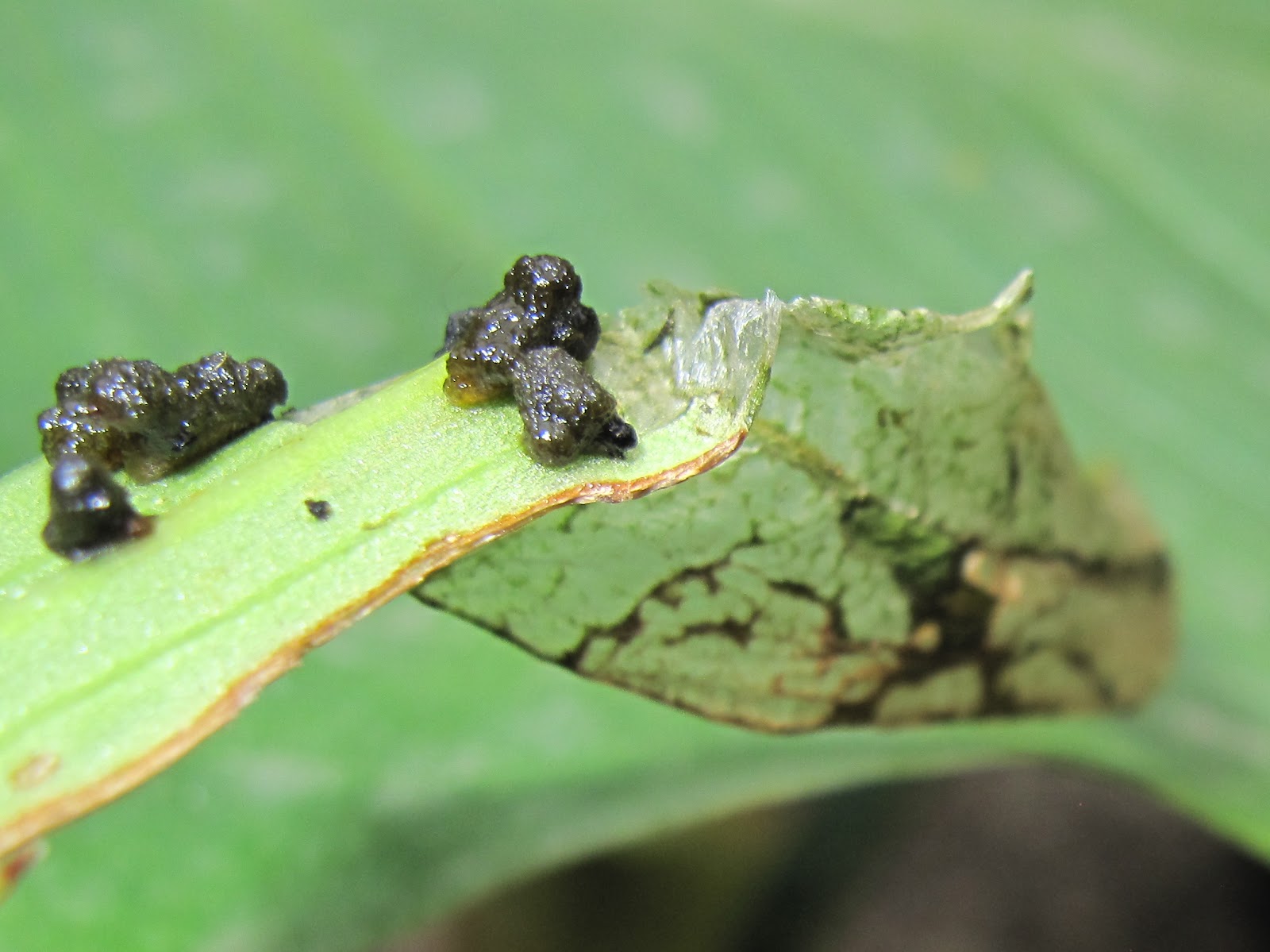 BugBlog: Larvae in a poo costume