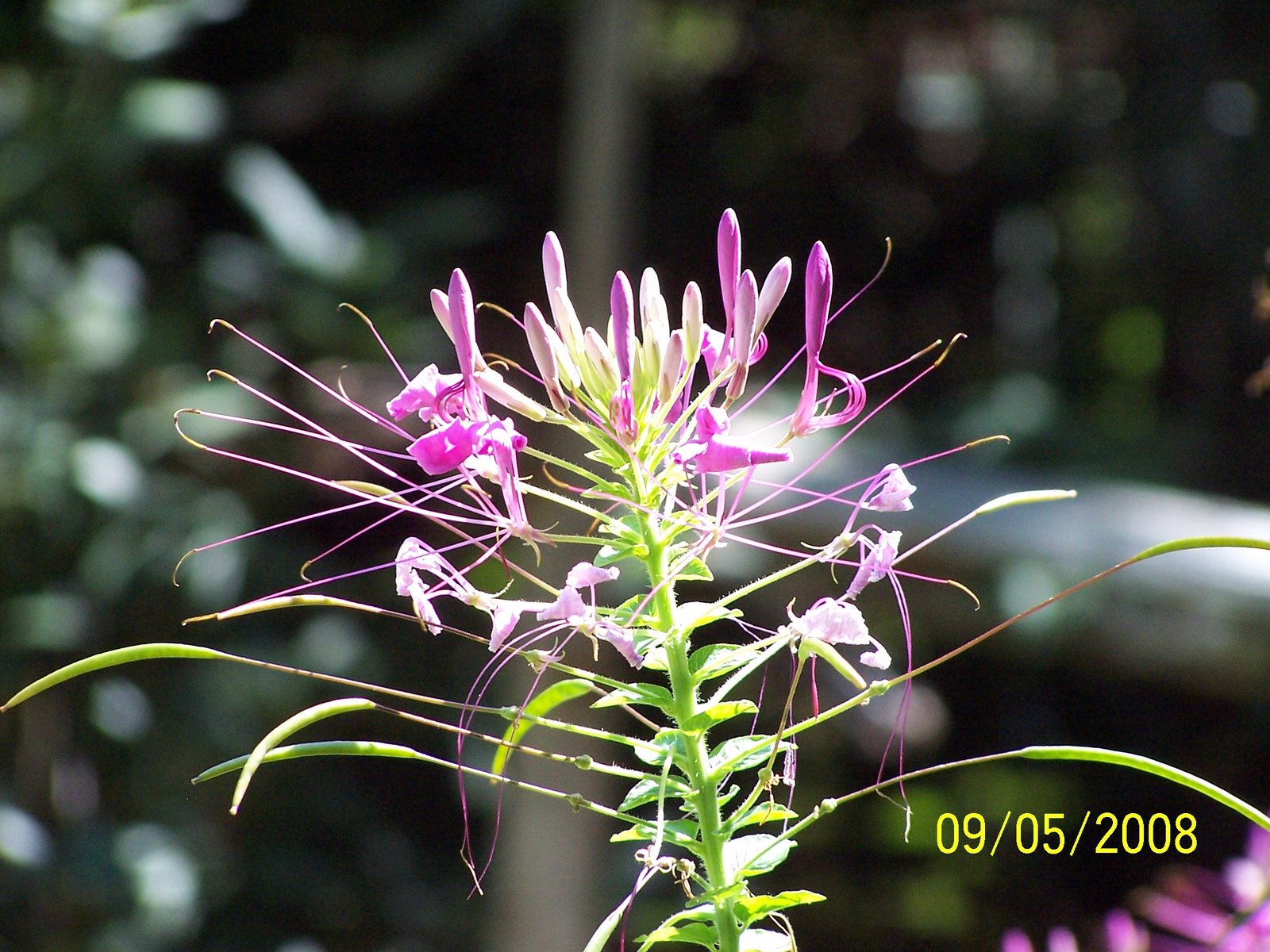 Jean the Plant Lady: Spider Weed