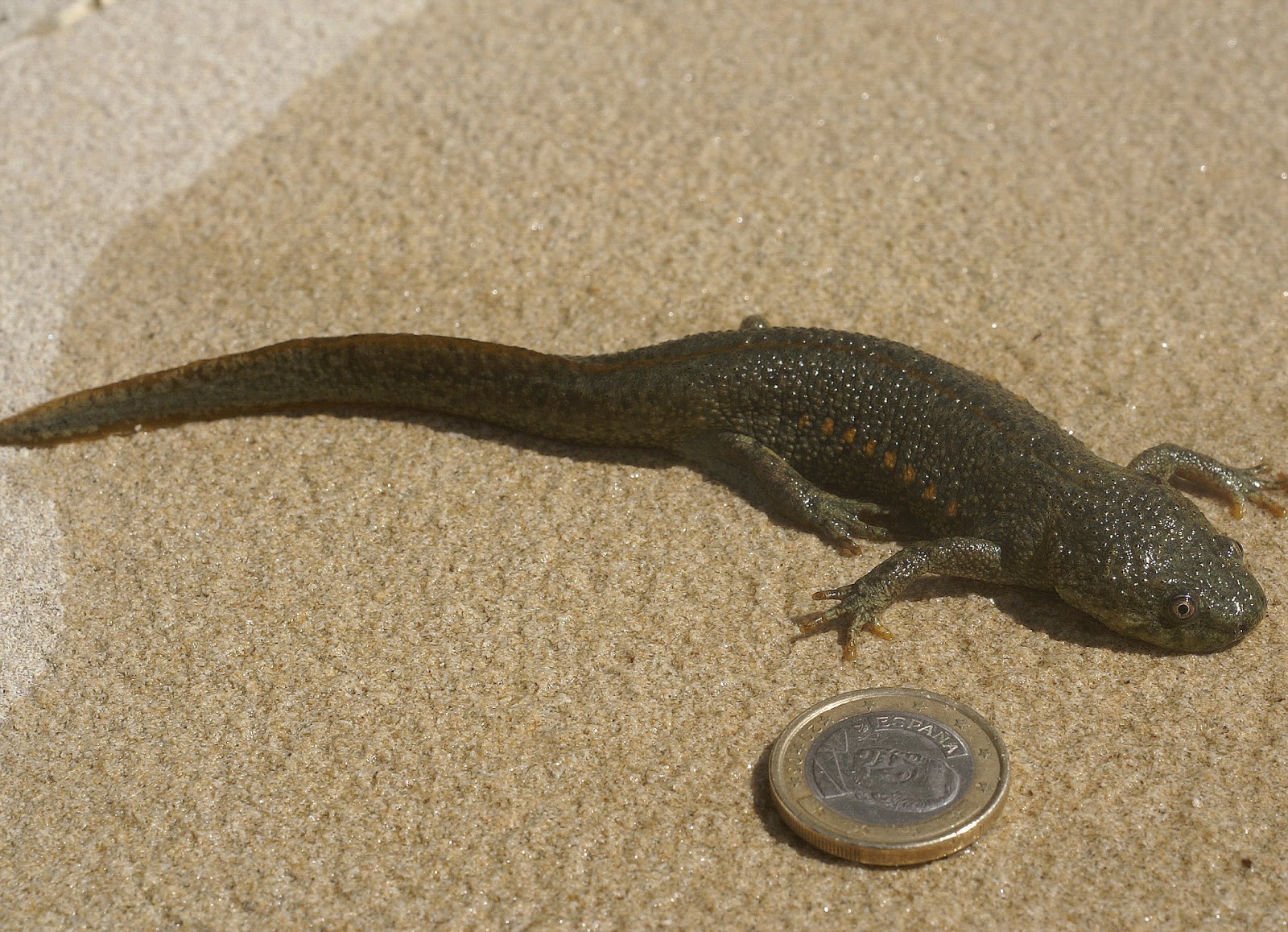 Contacto Natura: Tritón pigmeo y Gallipato