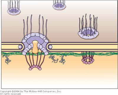 De Histology: Nuclear Envelope
