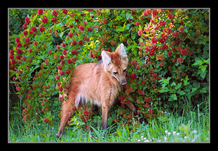 White Wolf : The Maned Wolf - a surviving species from the Pleistocene ...