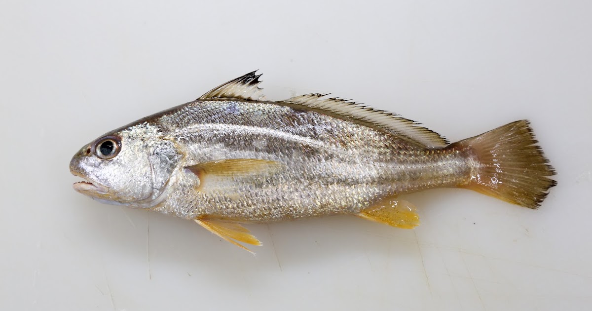 德先生魚筆記: 鱗鰭叫姑魚