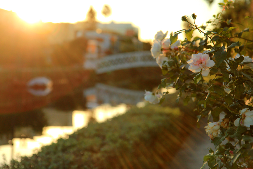 Mademoiselle Mermaid: Venice Canals Morning : Mermaid Monday