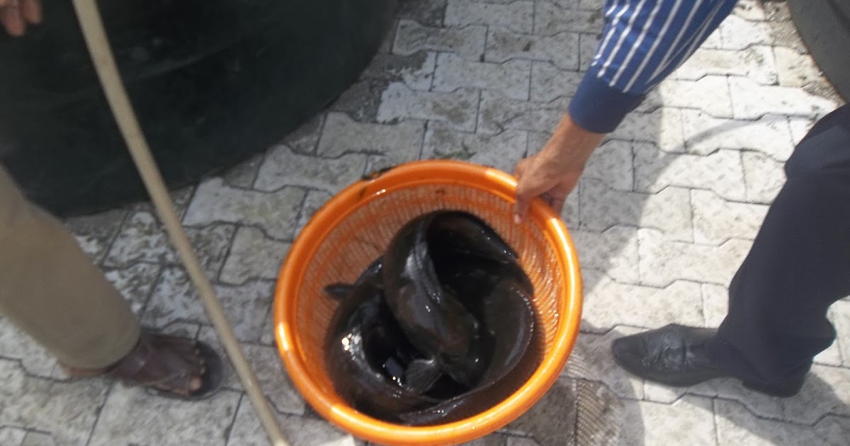 CATFISH PRODUCTION IN NIGERIA: CATFISH PRODUCTION IN NIGERIA