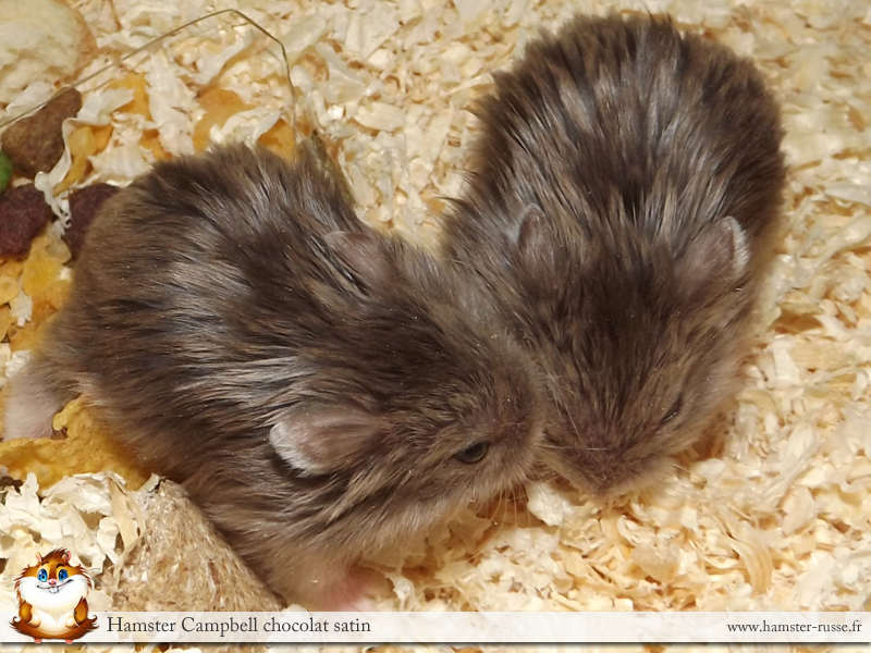 My Hammies World: Campbell's Russian Hamster Colors, Patterns And Coats