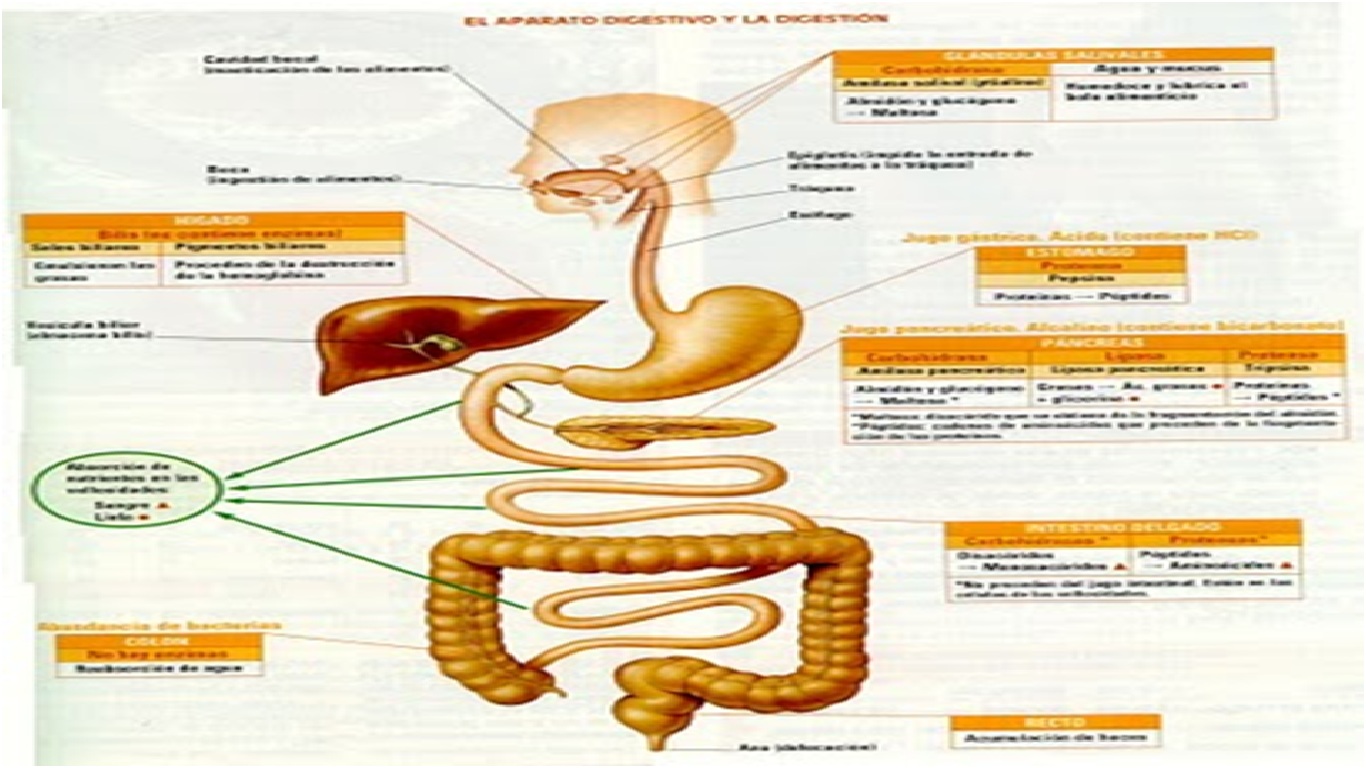 Nutricion : DIGESTION, ABSORCION Y METABOLISMO DE PROTEINAS