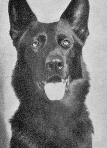 Famous Dogs in History: Seven Honored Dogs Who Saved Lives From the ...