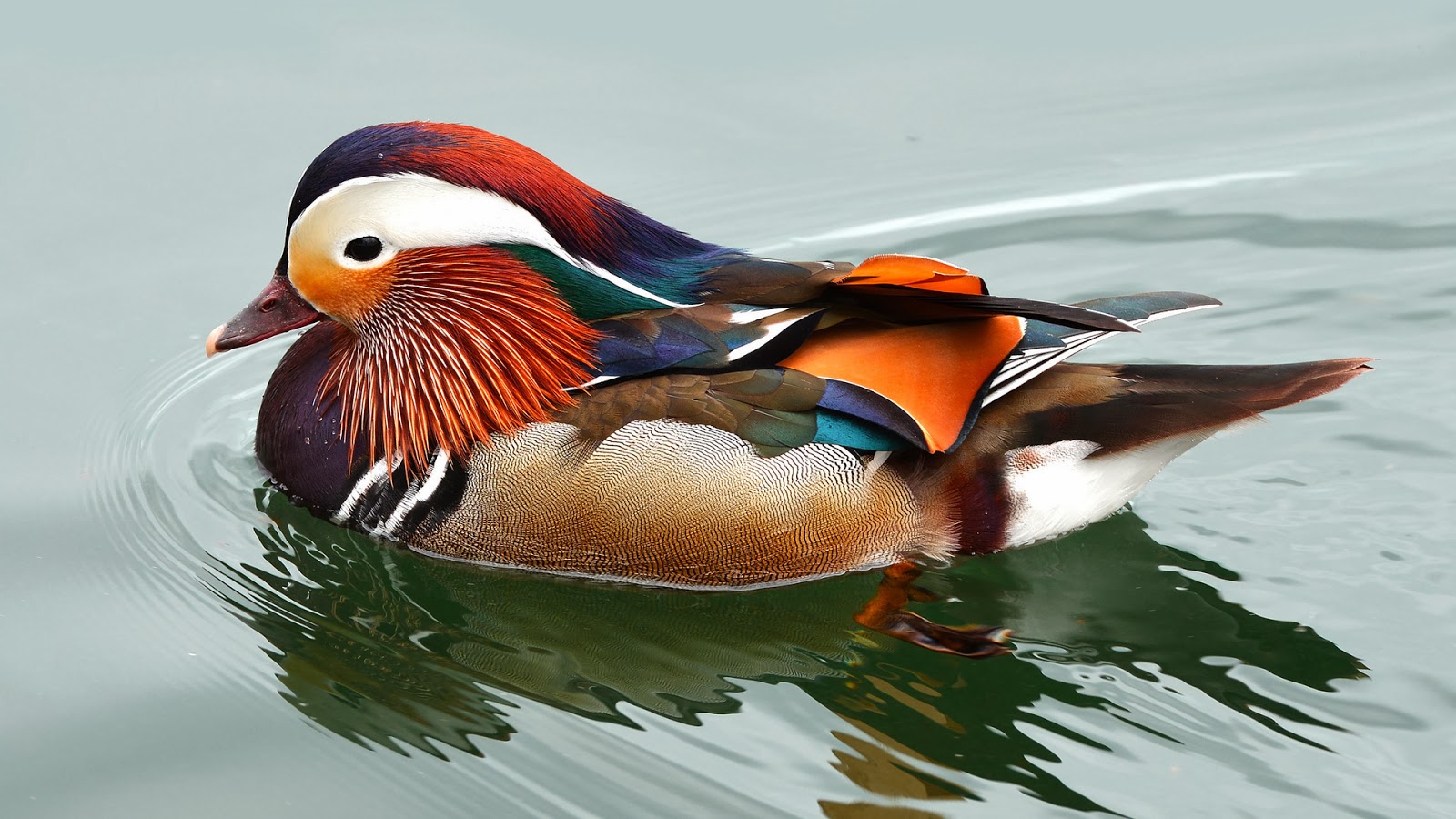 Beautiful Nice and Lovely Birds Images | WALLPAPER SWEET LOVE