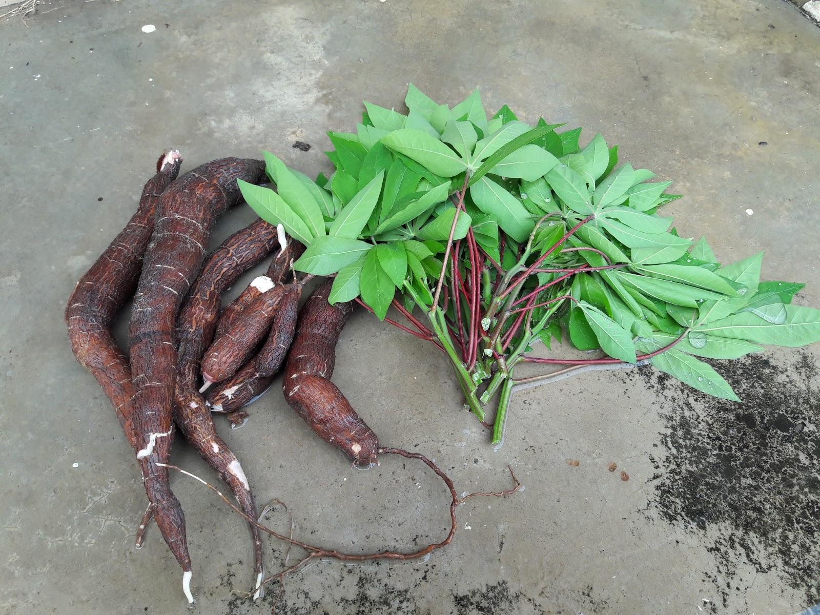kebun sejemput...: Menuai Ubi Kayu dan Pucuknya