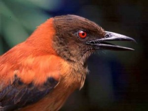 Burung Beracun dari Papua (Hooded Pitohui)