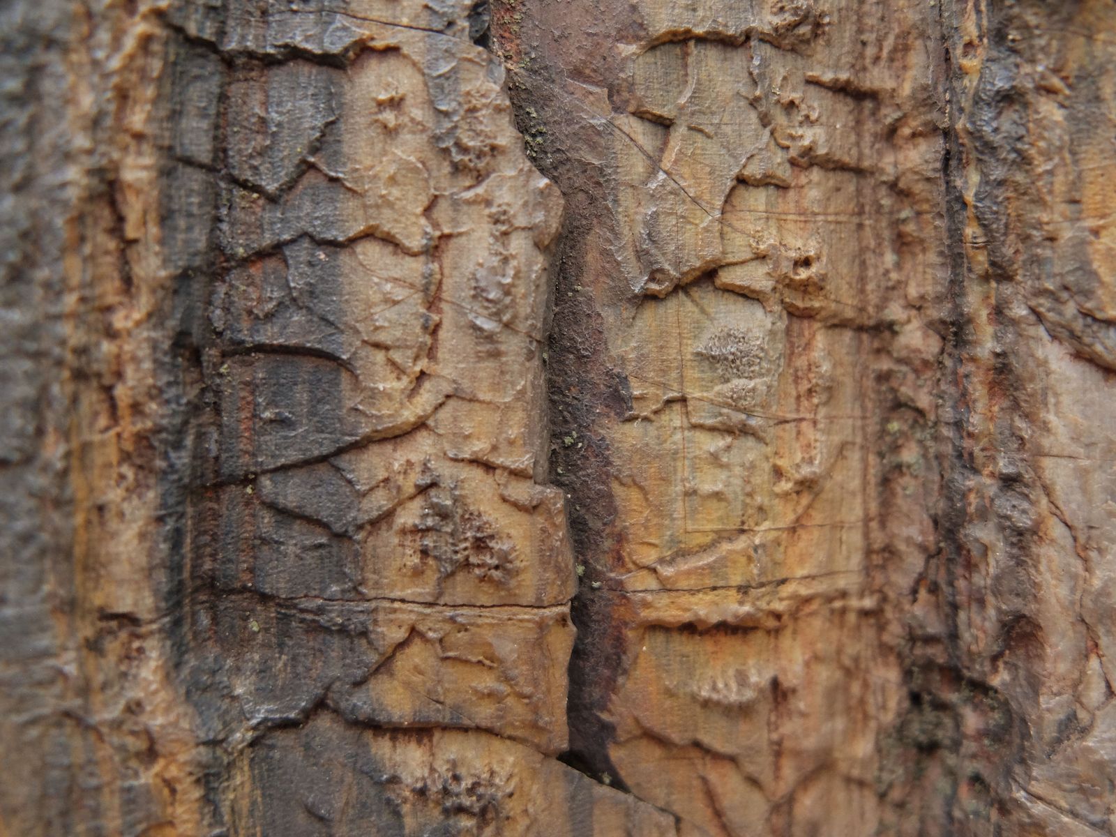 Urban Ministry Live And Unplugged: Fossilised Tree