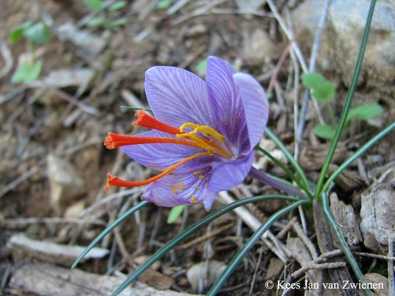 The Country Of Crocuses: Crocus cartwrightianus