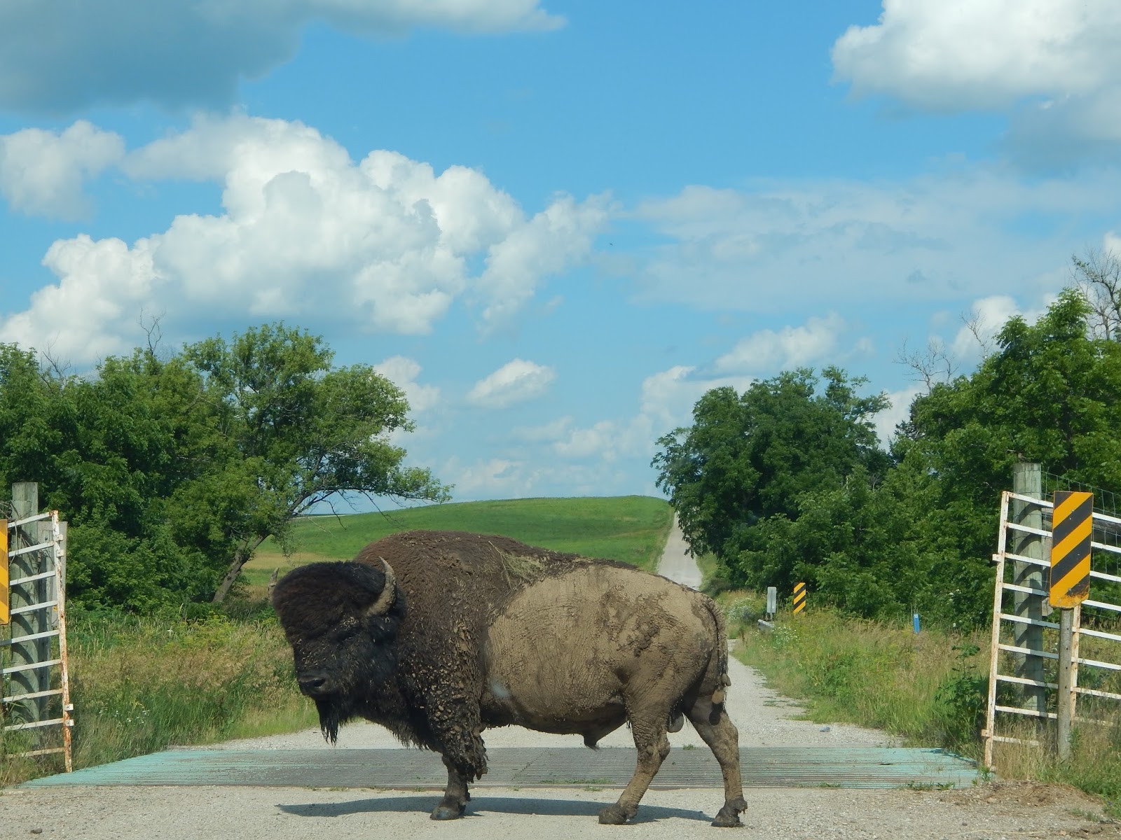 The Natural History of Grinnell College: The Secret Life of the Middle ...