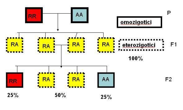 osservando: codominanza e terminologia mendeliana