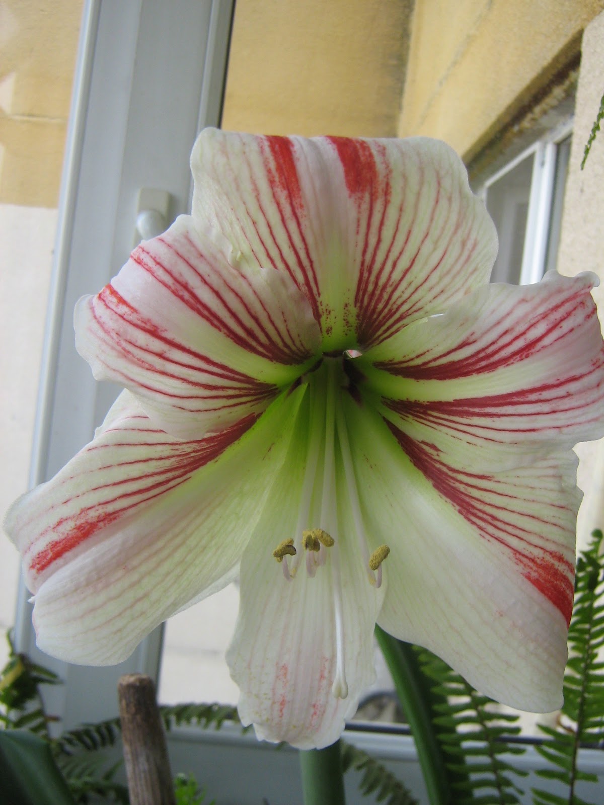 Vorbe de verde: FLORI DE CAMERA