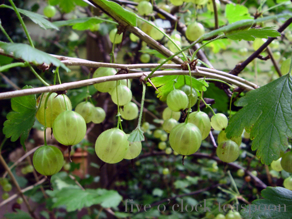 the five o'clock teaspoon: I Made a Fool Out of Gooseberries