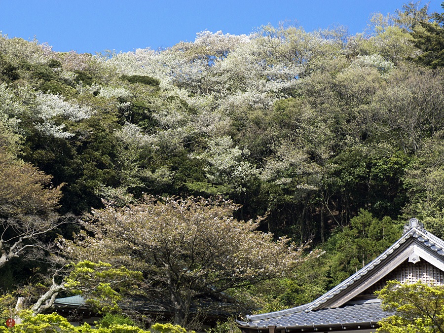FROM THE GARDEN OF ZEN: April 2013