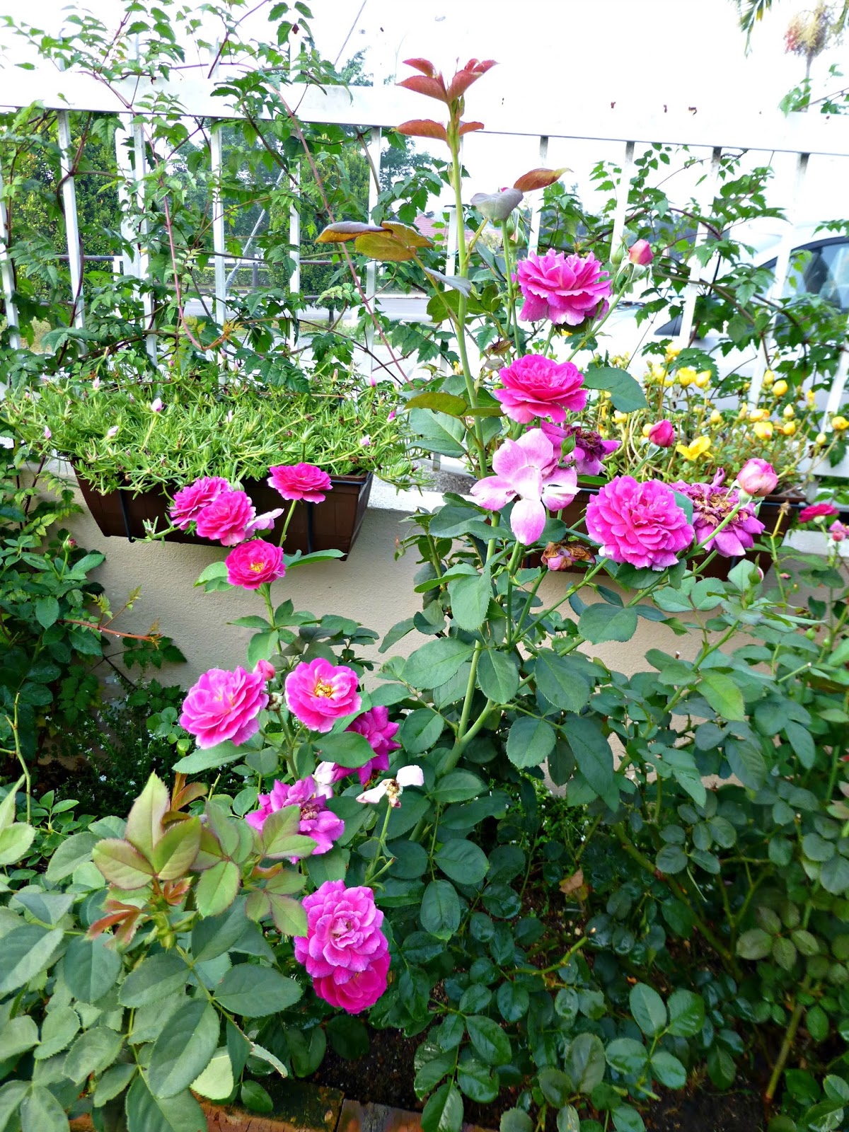 RESEPI NENNIE KHUZAIFAH: Bunga-bunga ros di Taman Ros Nannie