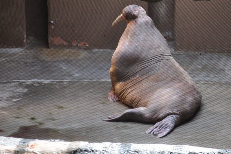 ZOOTOGRAFIANDO (6.100 ANIMALS): MORSA / WALRUS (Odobenus rosmarus)