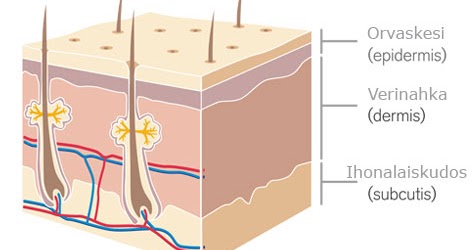Jennan hiusblogi: Iho ja ihon rakenne