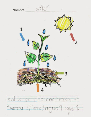 Spanish Simply: Parts of a Tree in Spanish