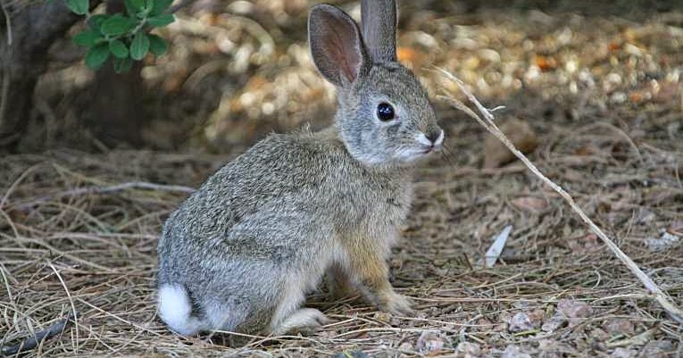 NestCities: Australia's European Rabbit Invasion