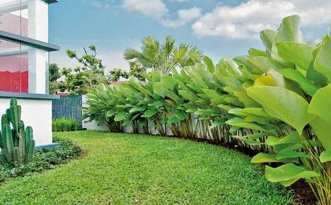 Pagar Hidup Sebagai Pilihan Bijak sebagai Pagar Rumah Anda | Tabloid ...